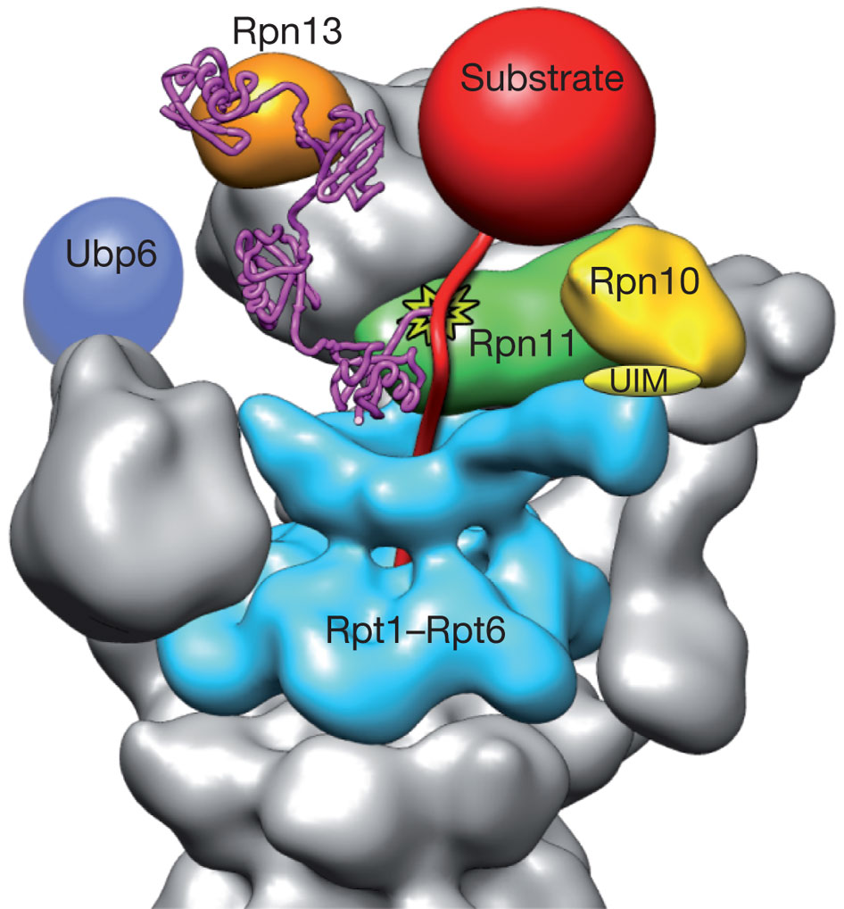 Ubiquitin Pathway Involved in Neurodegenerative Diseases | Leaders in ...