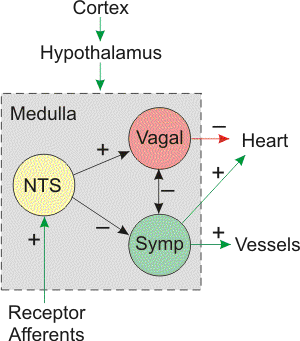 Orthotopic Heart Transplant (OHT): Effects of Autonomic Innervation ...