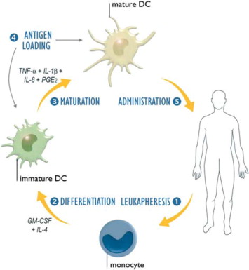 DC vaccine, Cell Therapy | Leaders in Pharmaceutical Business ...
