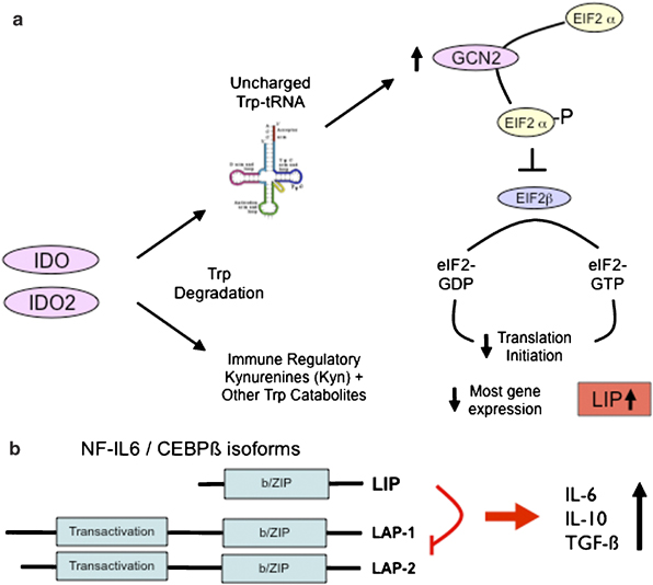 IDO and IDO2 control a tryptophan catabolism pathway | Leaders in ...