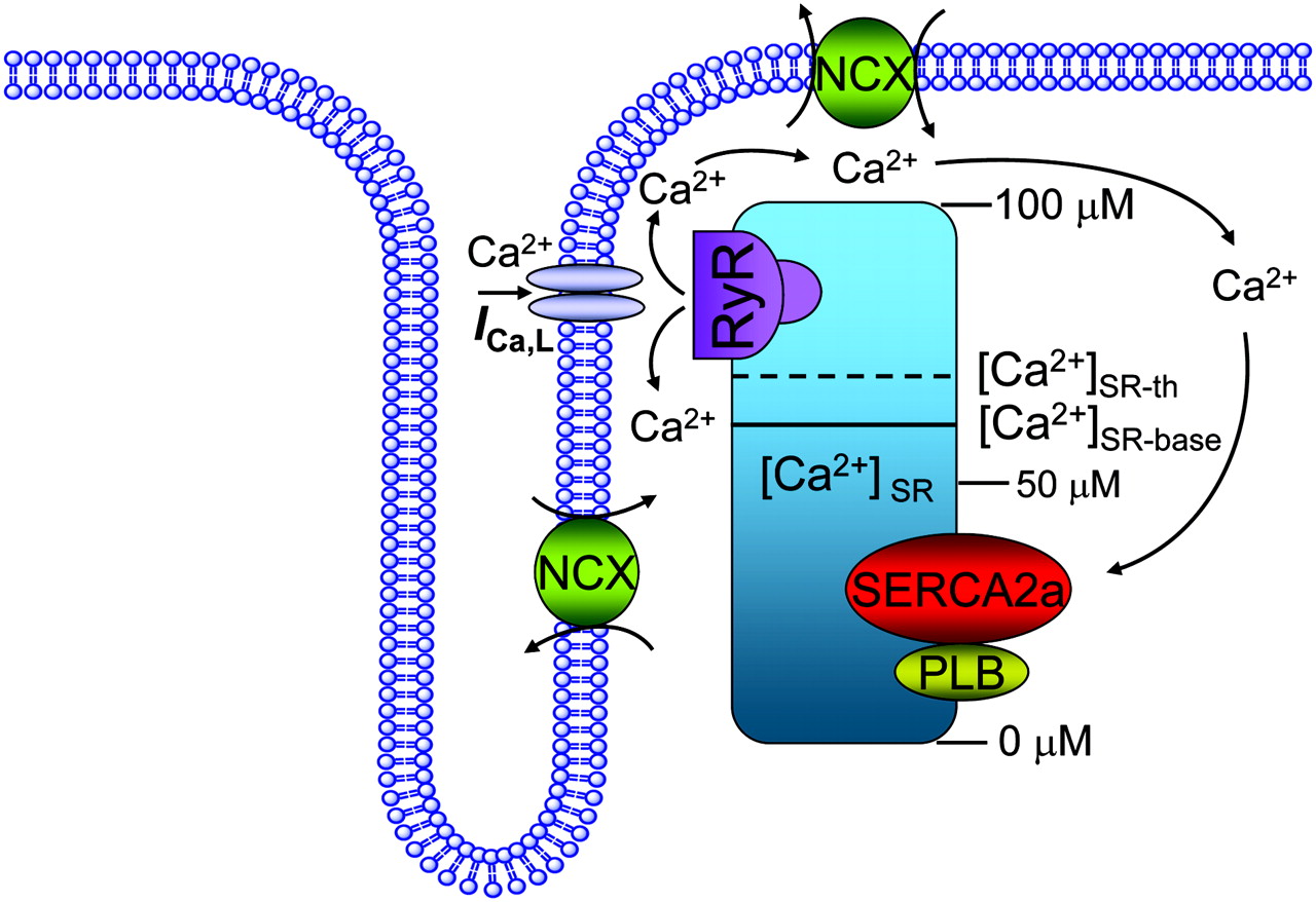 F2.large RyR and calcium | Leaders in Pharmaceutical Business ...