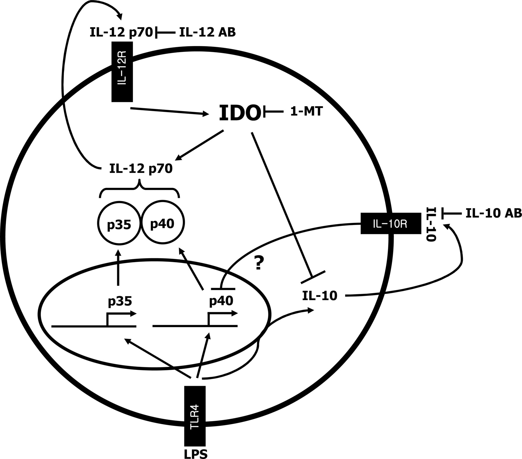 IDO action | Leaders in Pharmaceutical Business Intelligence Group, LLC ...