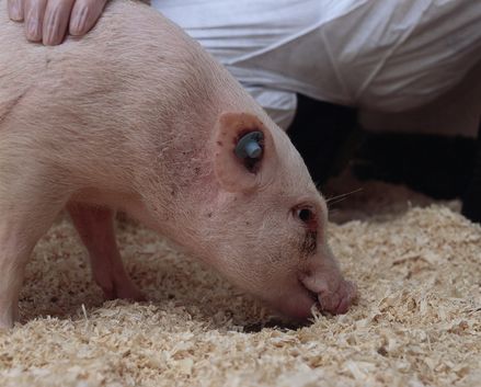 The SCID Pig: How Pigs are becoming a Great Alternate Model for Cancer ...