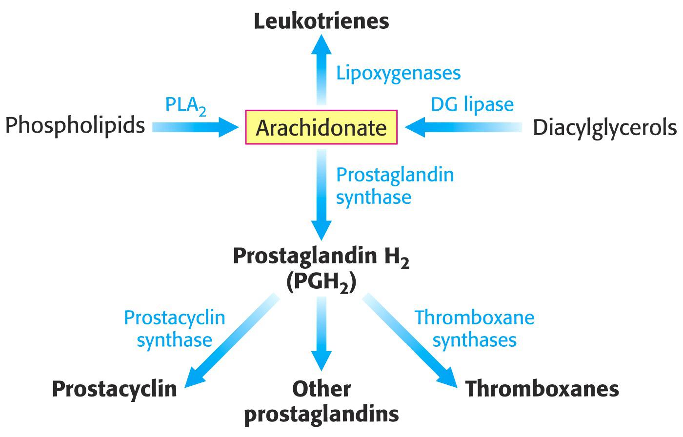 Arachidonate pathways | Leaders in Pharmaceutical Business Intelligence ...