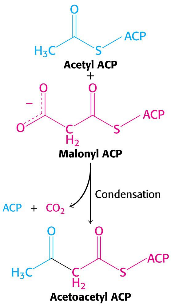 Malonyl Acp Theofanis Giotis, MSc, PhD C., PMP, PBA, ACP, DAC, DASSM,