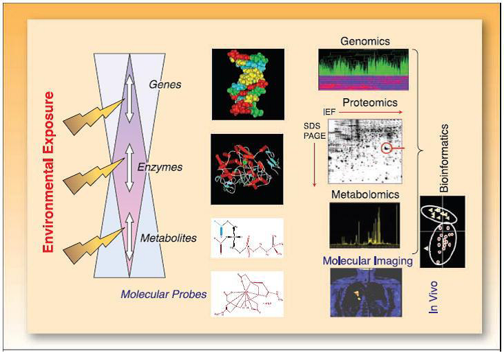 Metabolomics, Metabonomics and Functional Nutrition: the next step in ...
