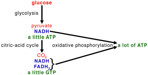 flowchart – making of ATP | Leaders in Pharmaceutical Business ...