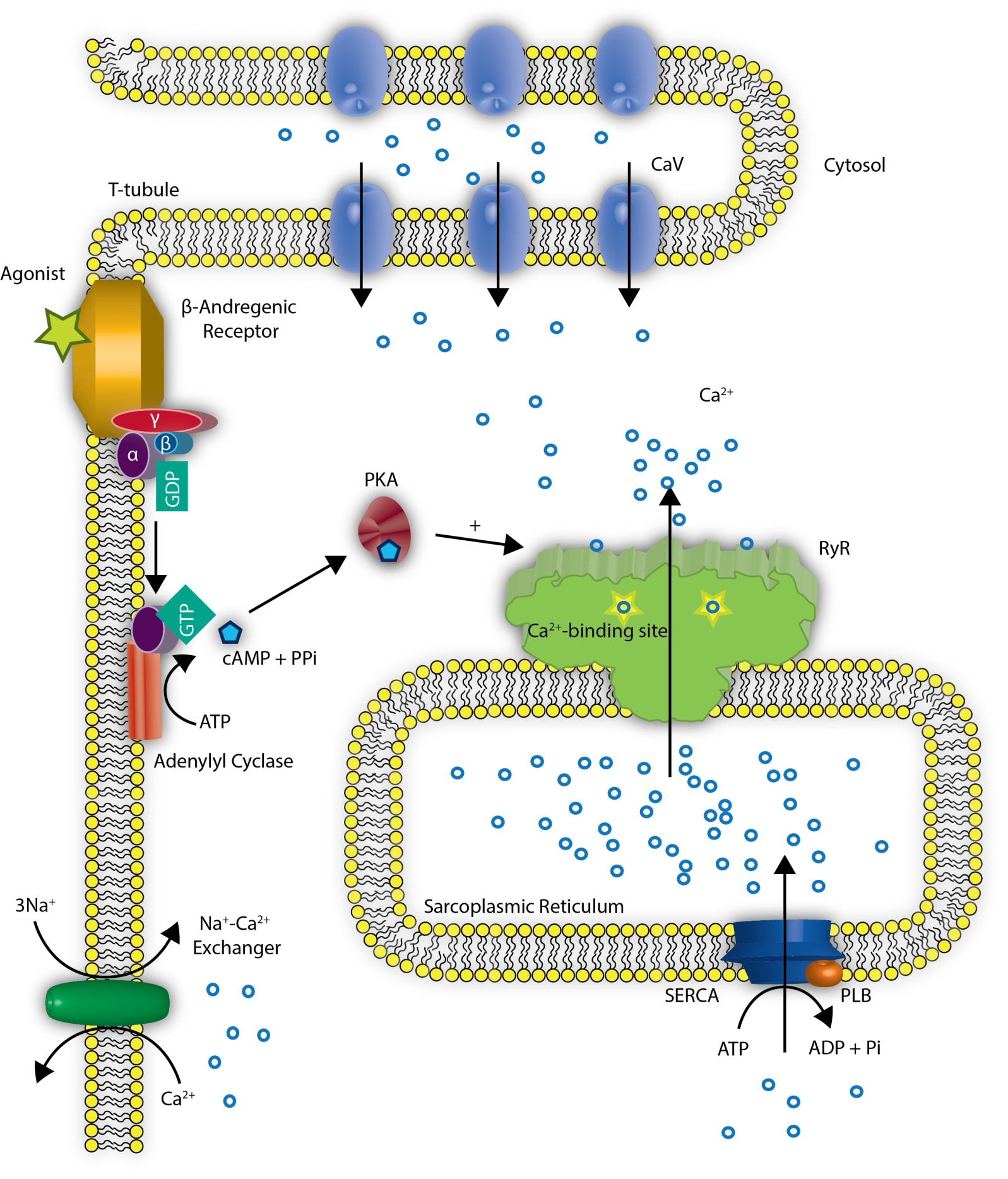 Manipulate Signaling Pathways 76 Leaders In Pharmaceutical
