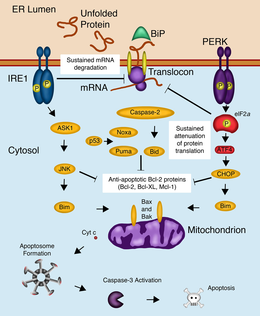 Connections from the UPR to the Mitochondrial Apoptotic Pathway ...