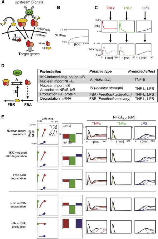 IÎºB-NFÎºB signaling module | Leaders in Pharmaceutical Business ...