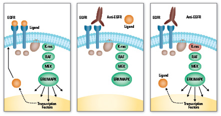 EGFR Signaling Pathway | Leaders in Pharmaceutical Business ...