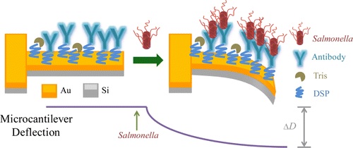 Fast Biosensors for Pathogens in Food Using Sensitive Micro-Cantilevers ...