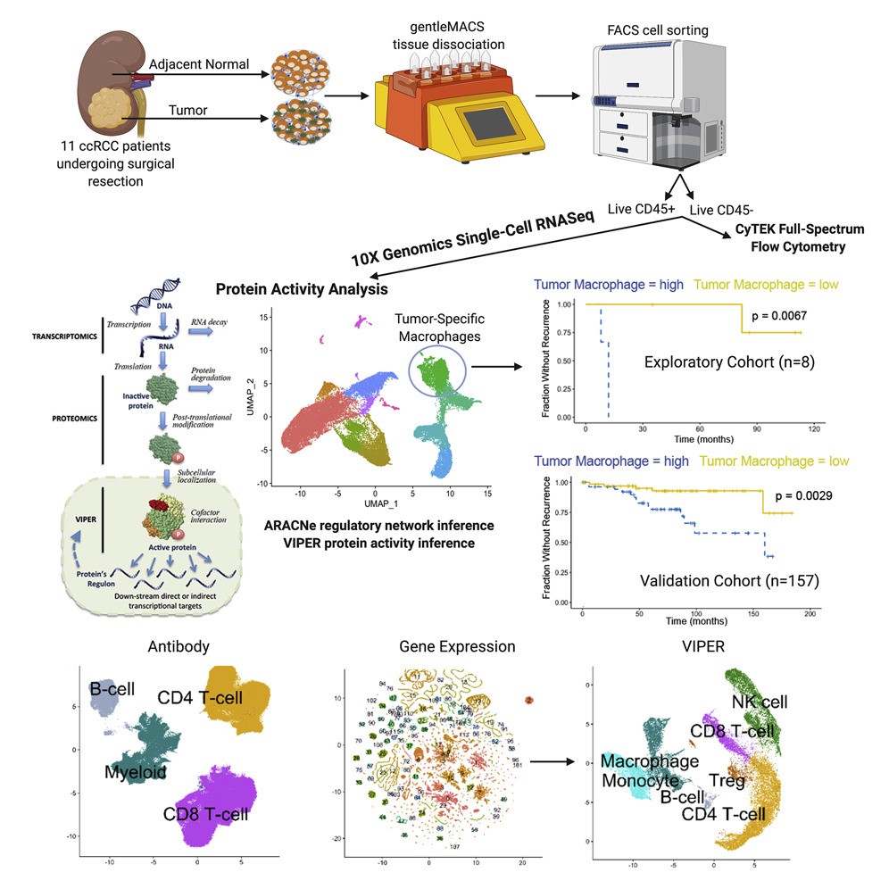renal-cancer_graphical-abstract | Leaders in Pharmaceutical Business ...